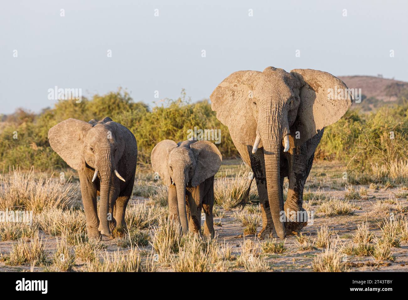 herd of elephants crossing the savannah Stock Photo - Alamy