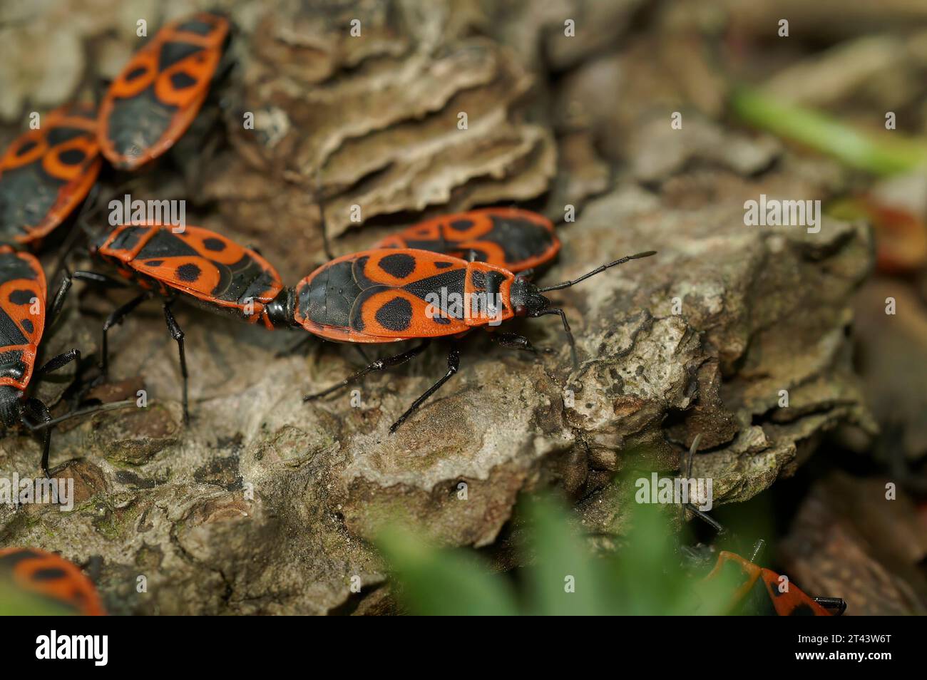 Closeup on an aggregation of colorful red fire bugs, Pyrrhocoris apterus on wood Stock Photo - Alamy