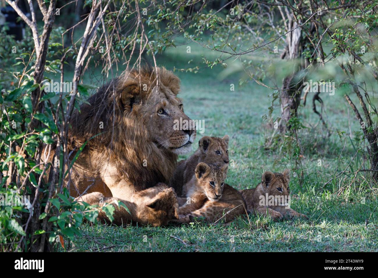 lion cubs and their parents Stock Photo - Alamy