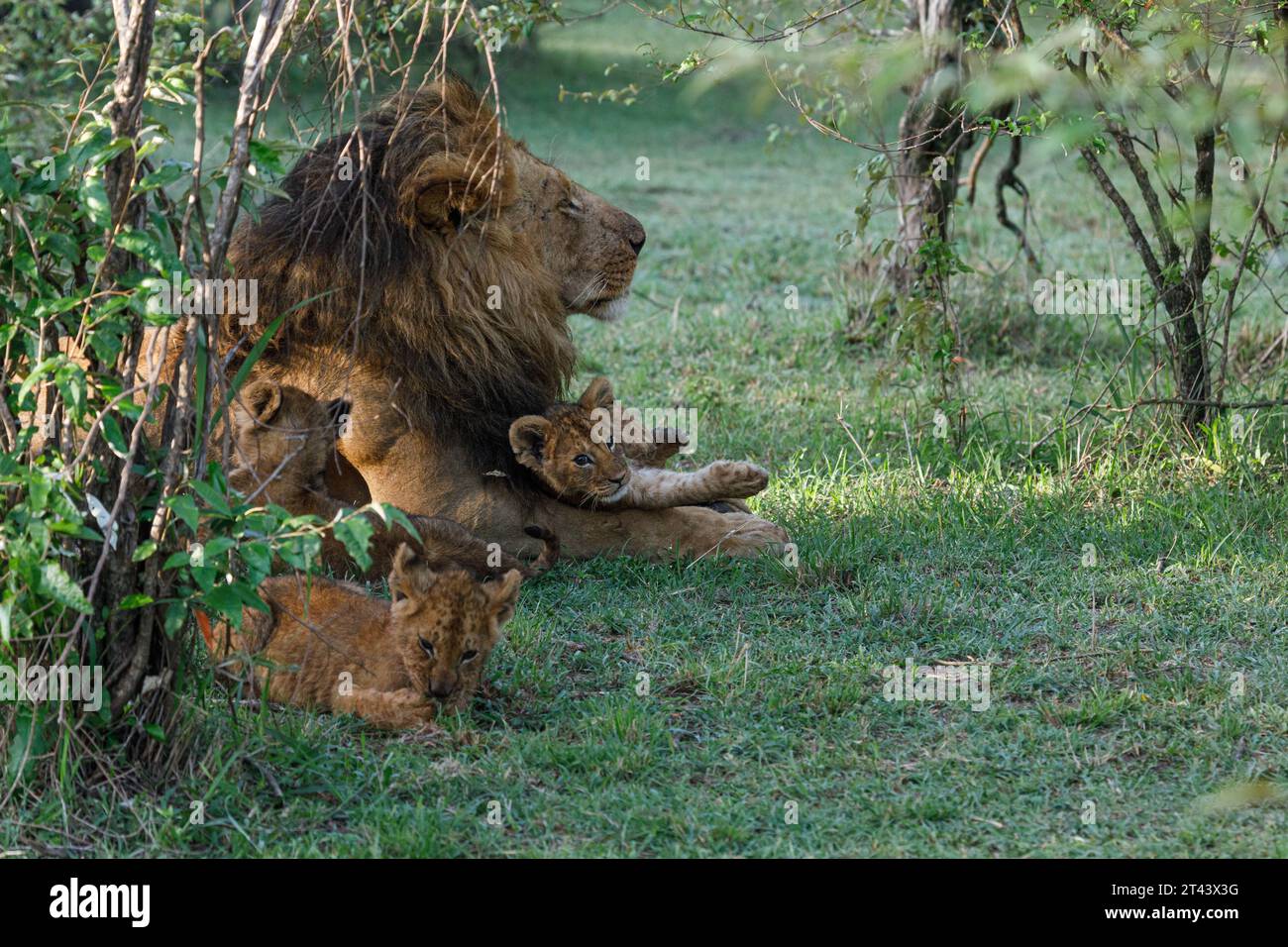 lion cubs and their parents Stock Photo - Alamy