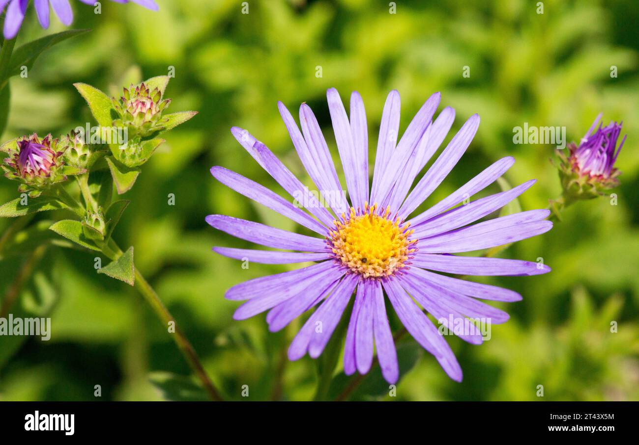 Aster × frikartii 'Mönch', A vigorous, clump-forming perennial with ...