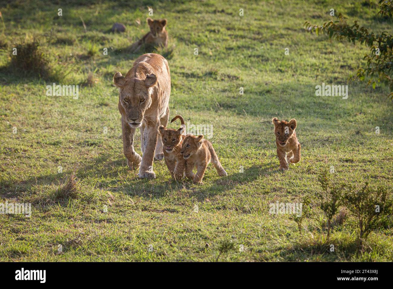 lion cubs and their parents Stock Photo - Alamy