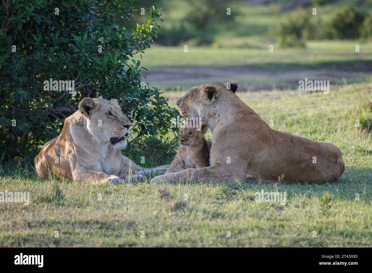 lion cubs and their parents Stock Photo - Alamy