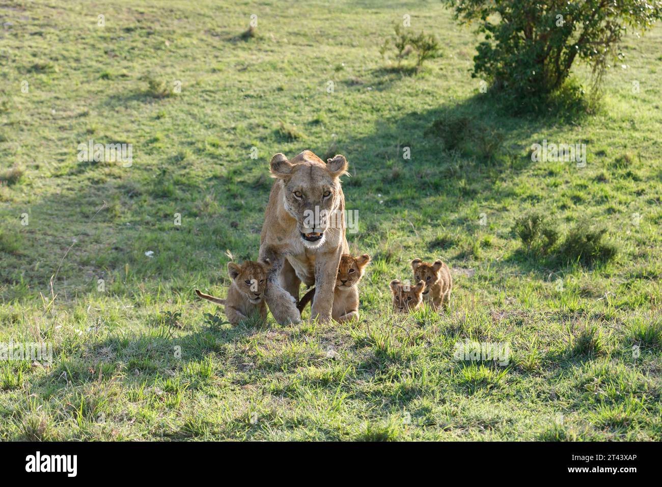 lion cubs and their parents Stock Photo - Alamy