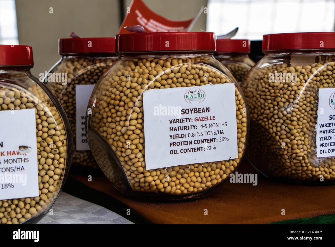 Soybean varieties hi-res stock photography and images - Alamy
