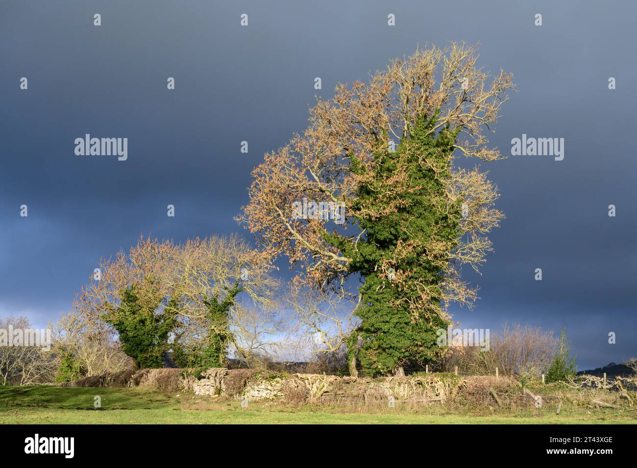 Winter Ash trees covered in Ivy, Fraxinus excelsior and Hedera helix ...