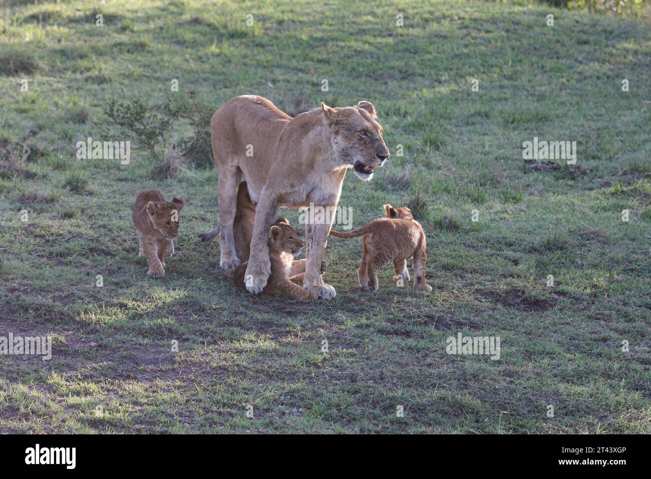 lion cubs and their parents Stock Photo - Alamy