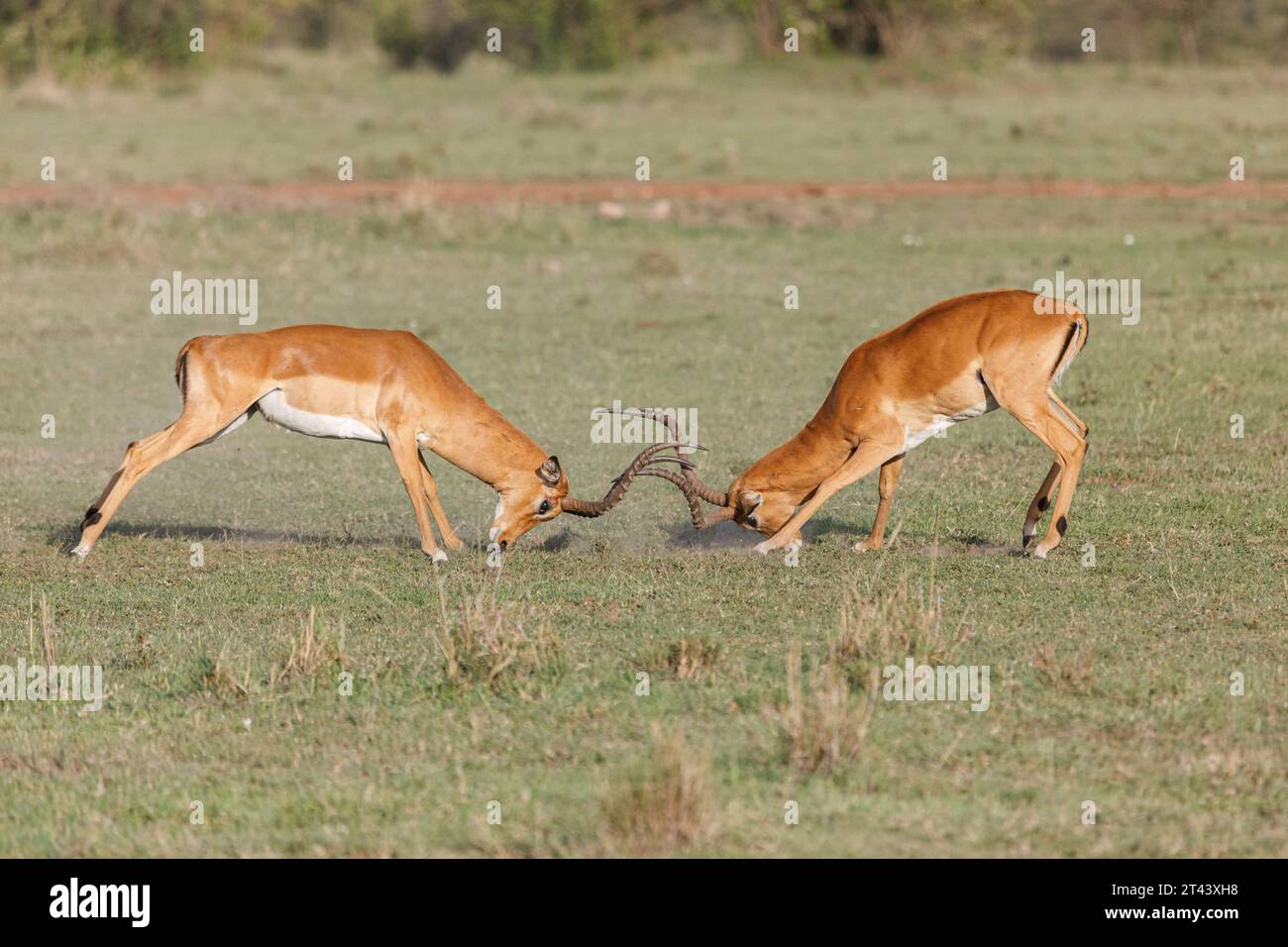 Impala playing hi-res stock photography and images - Alamy