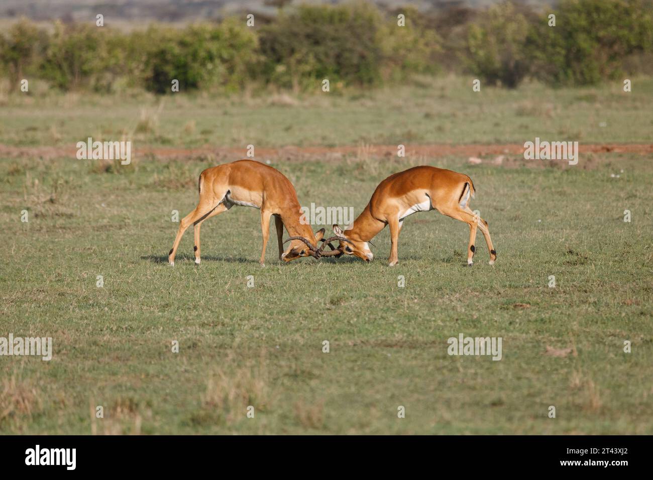 Impala playing hi-res stock photography and images - Alamy