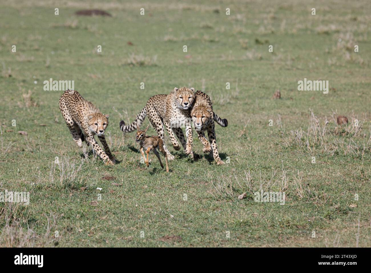cheetah chasing a gazelle on the savannah Stock Photo - Alamy