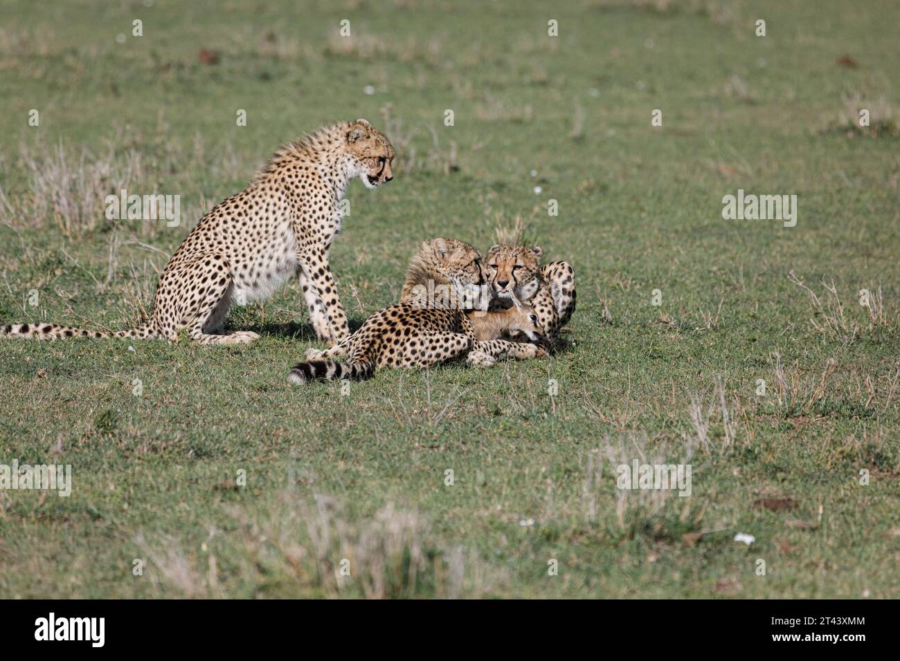 cheetah chasing a gazelle on the savannah Stock Photo - Alamy