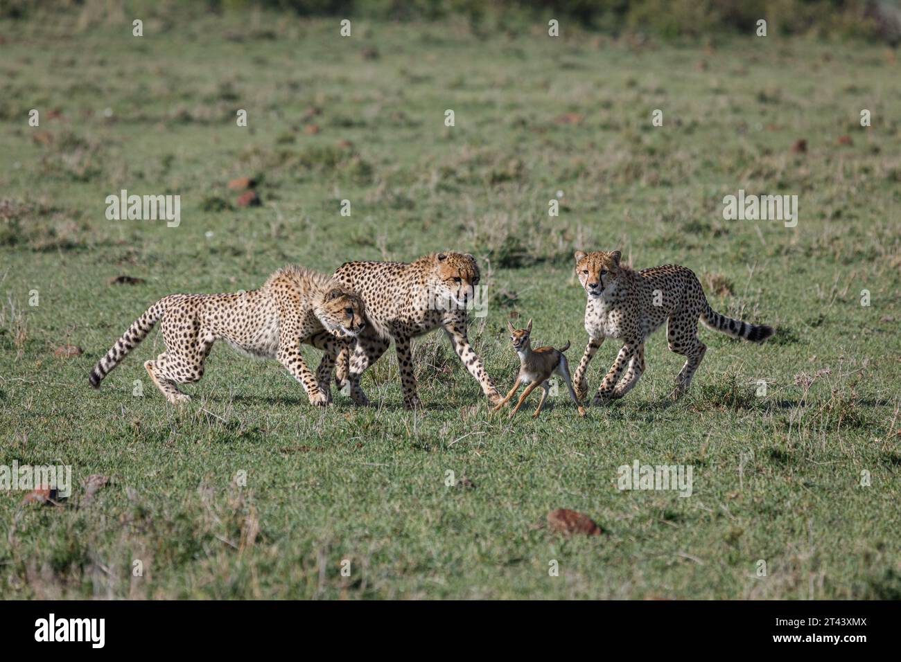 cheetah chasing a gazelle on the savannah Stock Photo - Alamy