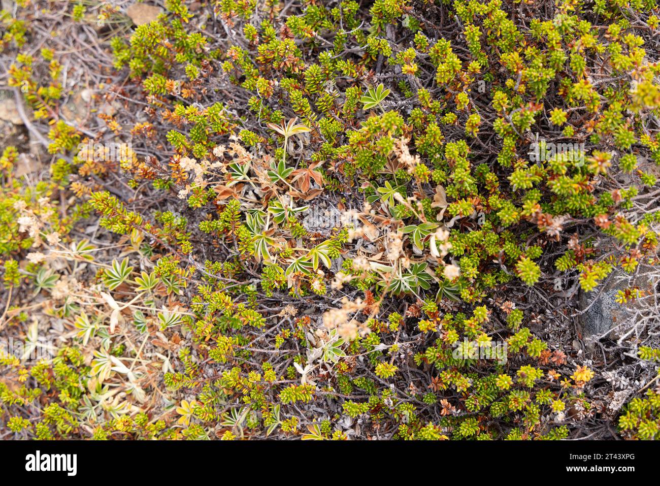 Greenland vegetation - groundcover tundra plants in the Arctic autumn ...