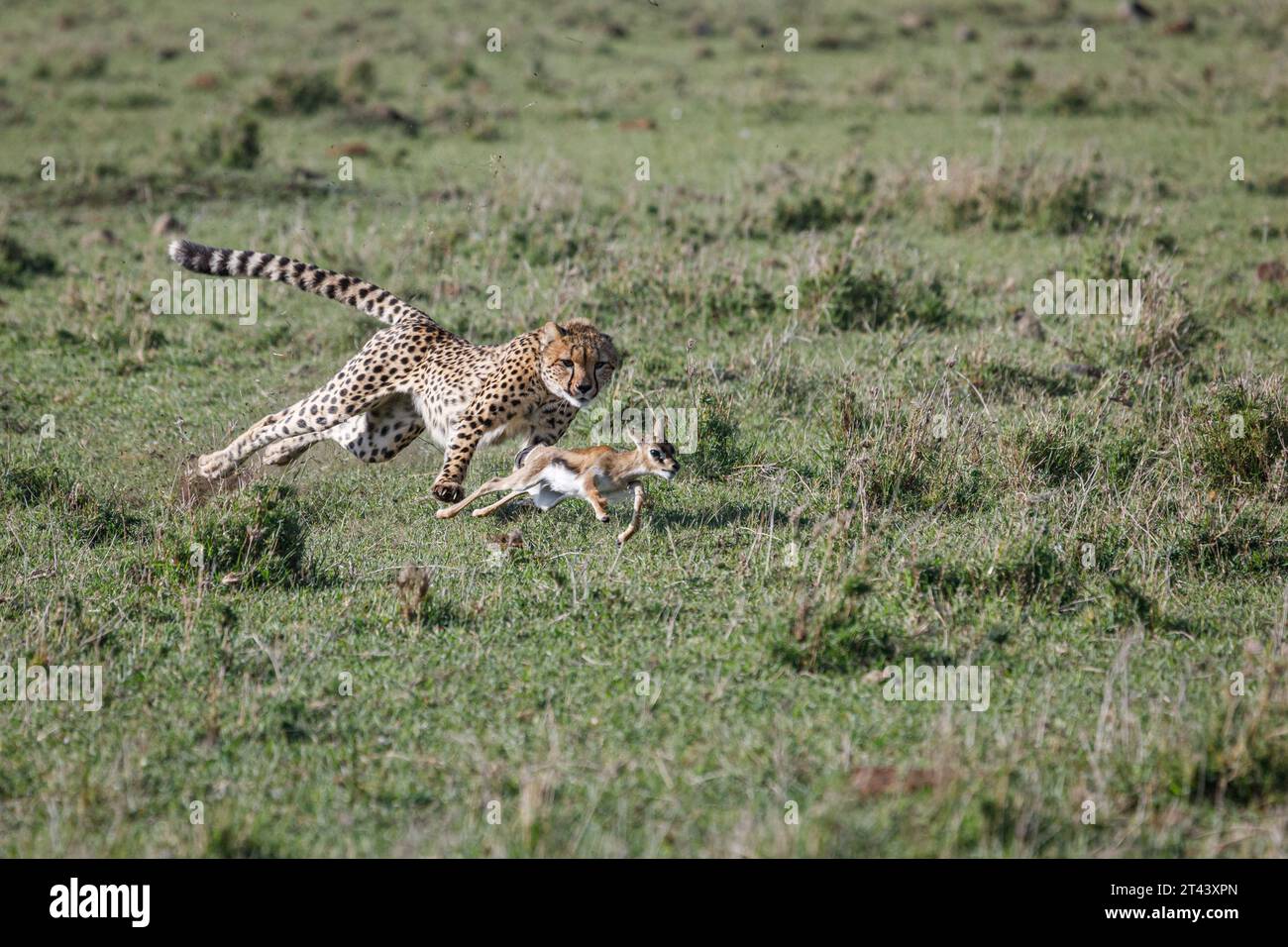 cheetah chasing a gazelle on the savannah Stock Photo - Alamy
