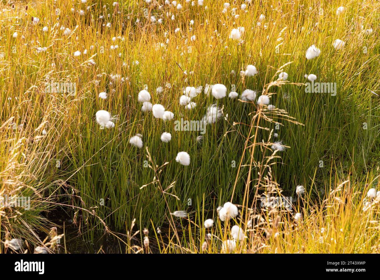 Eriophorum (Common cottongrass, cotton-grass or cottonsedge ) growing ...