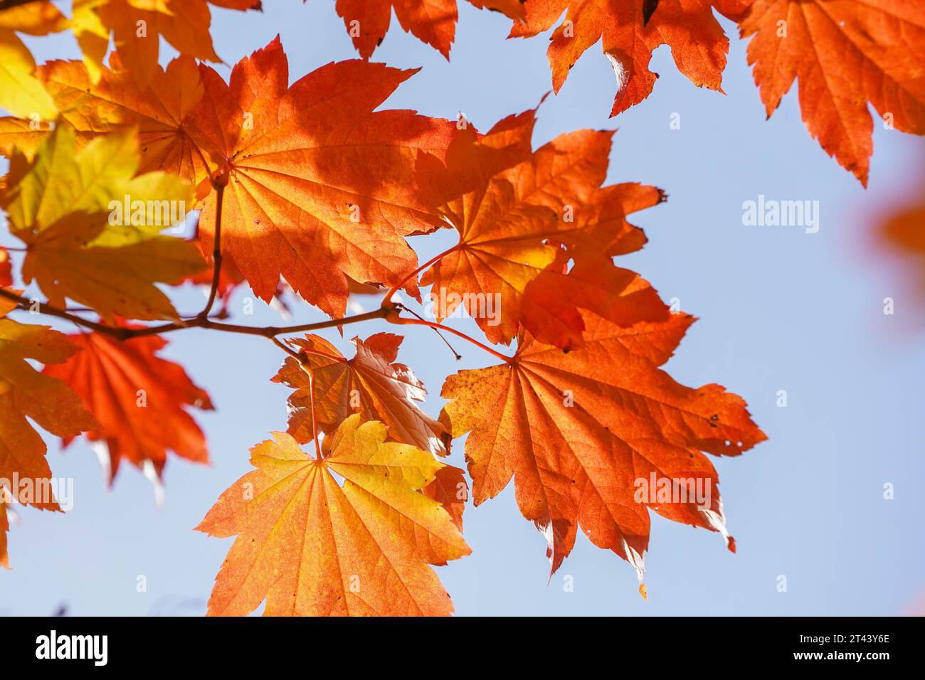 Backlit maple leaves turning colour in autumn season Stock Photo - Alamy