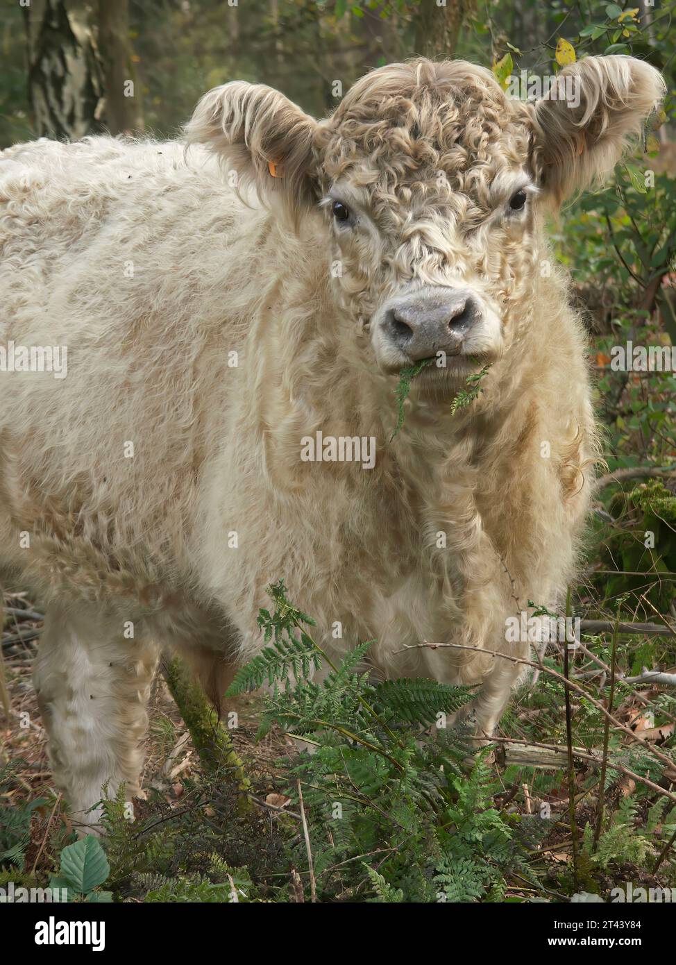 Natural vertical closeup on a cute furry white Galloway cow in a ...