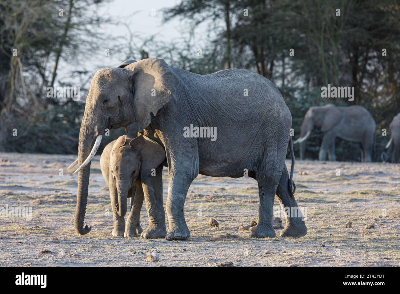 Elehant hi-res stock photography and images - Alamy