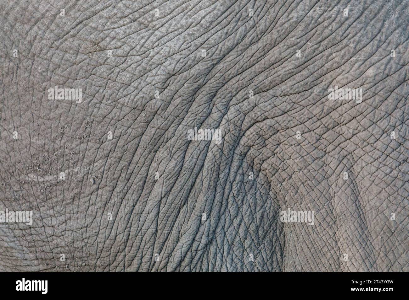 elephant skin texture Stock Photo - Alamy