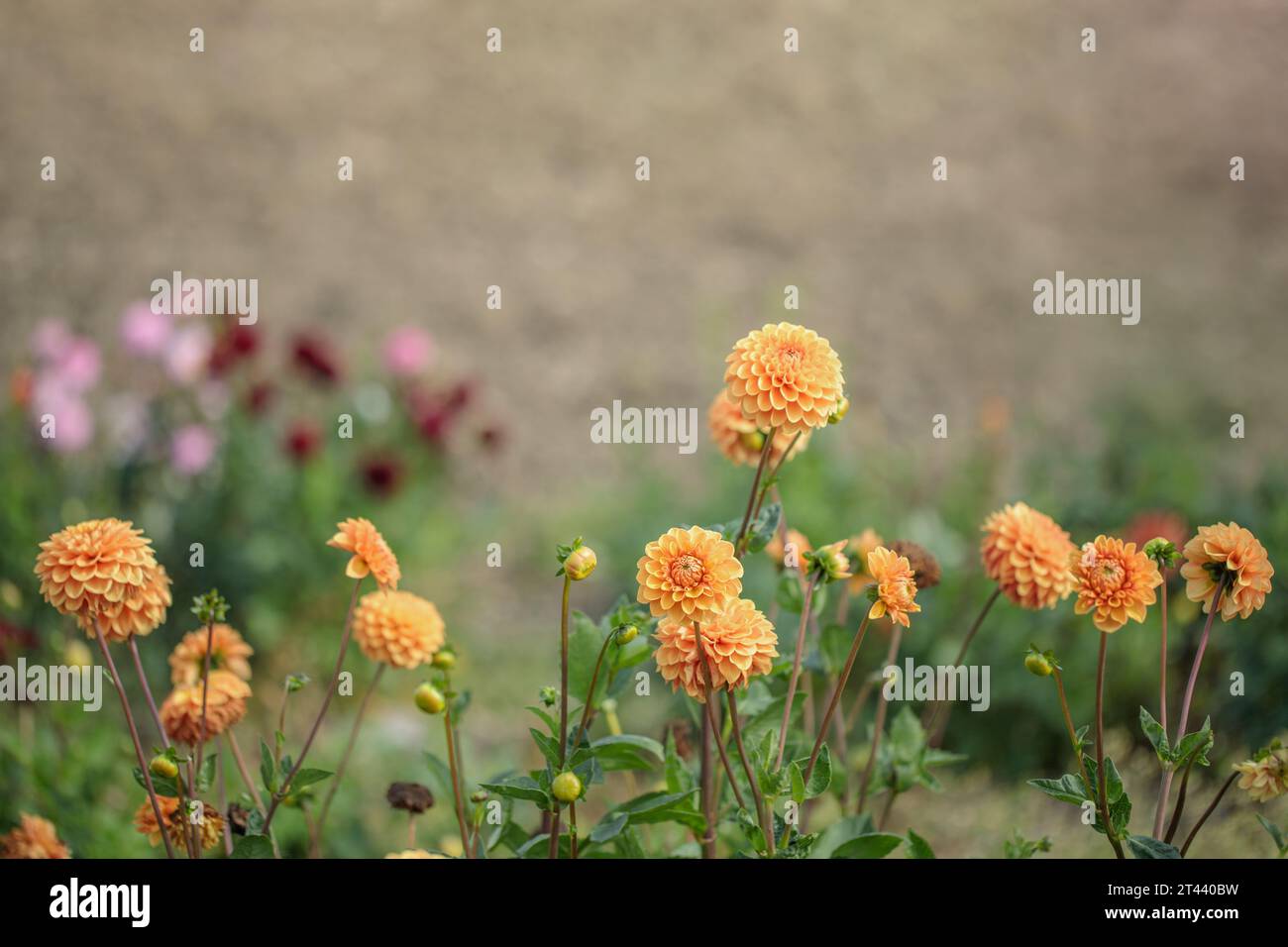 Dahlia field hi-res stock photography and images - Alamy