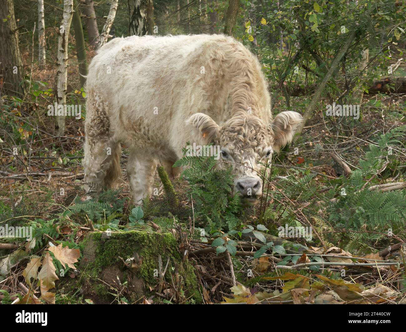 Natural closeup on a cute furry white Galloway cow in a European nature ...