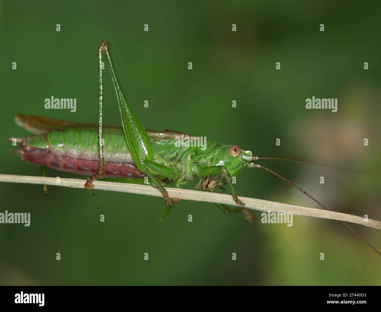 Natural closeup on the long-winged conehead bush-cricket , Conocephalus ...
