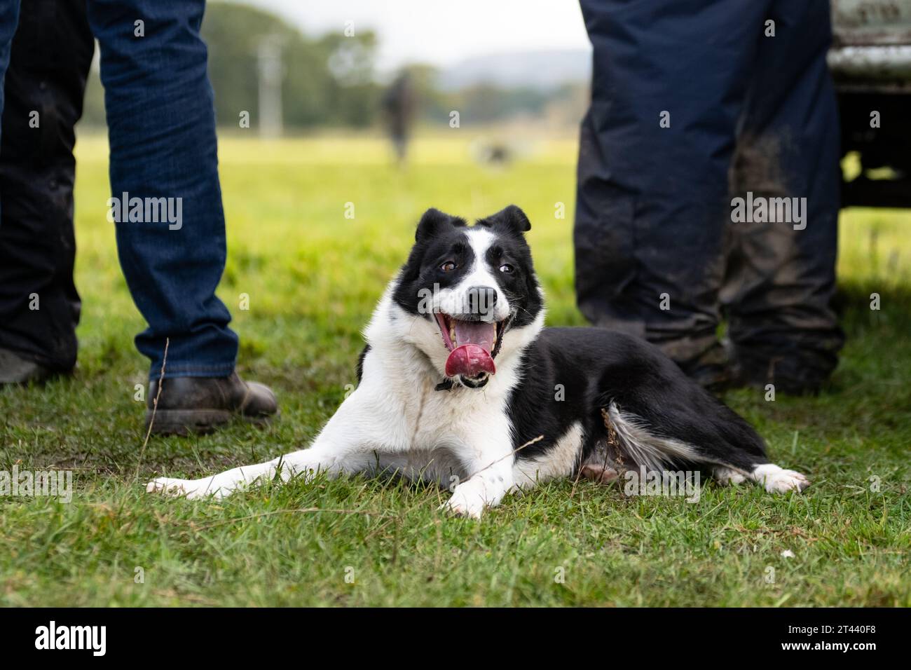 kippen, Stirling, Scotland, UK. 28th Oct, 2023. a sheepdog catches her ...