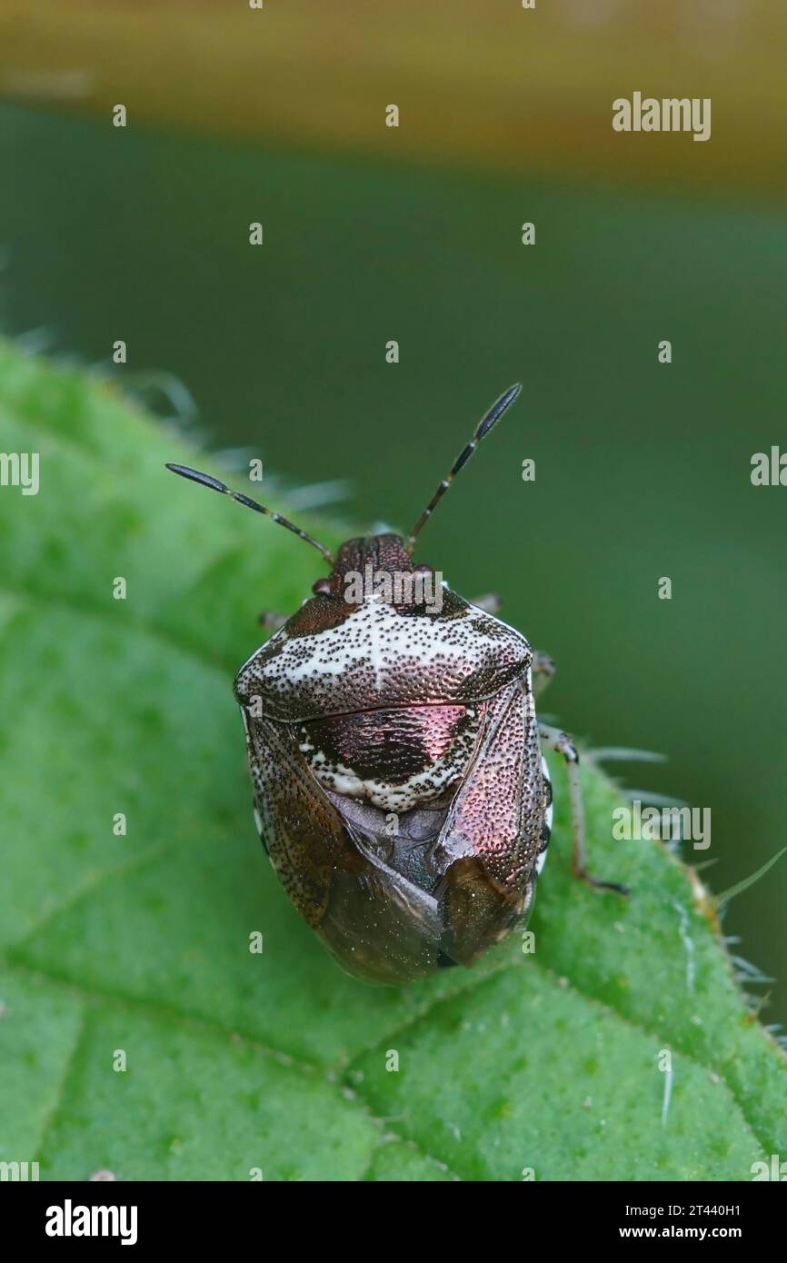 Natural vertical closeup on a small Woundwort Shieldbug, Eysarcoris ...