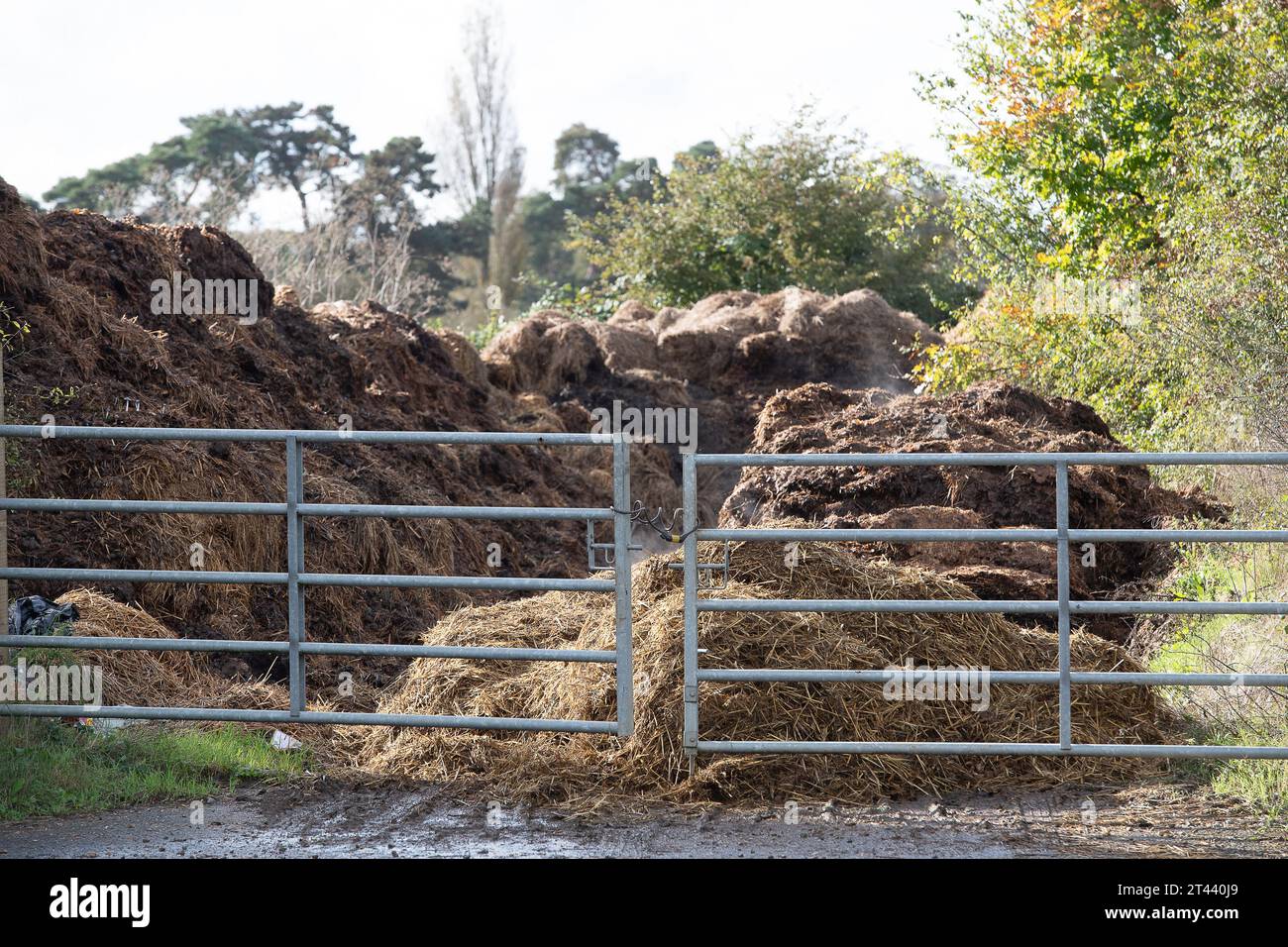 Dorney Reach, Buckinghamshire, UK. Steaming horse manure piled high in ...