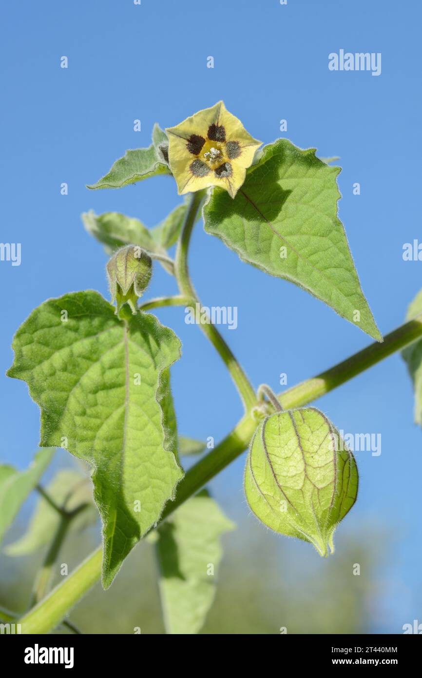 Physalis peruviana plant hi-res stock photography and images - Alamy
