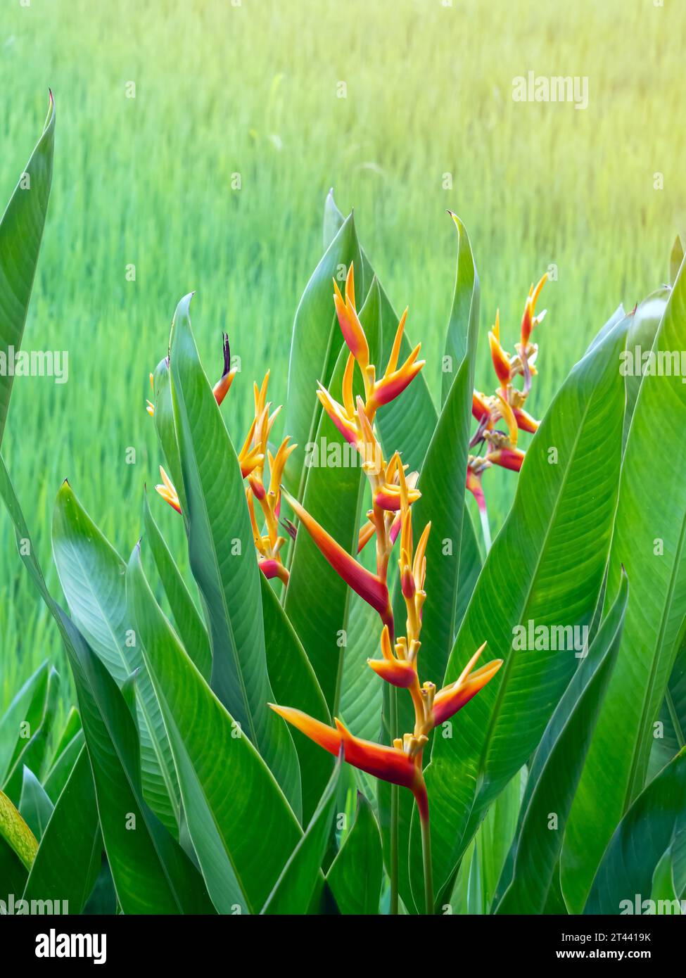 A parrots beak heliconia (heliconia psittacorum). Heliconia psittacorum ...