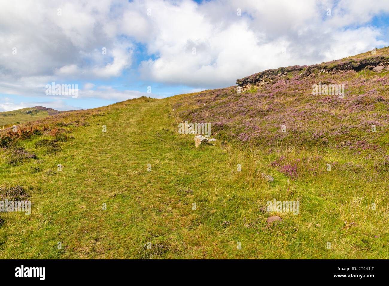 Granuaile Loop Walk Trail cover by flowers and vegetation, Derreen ...