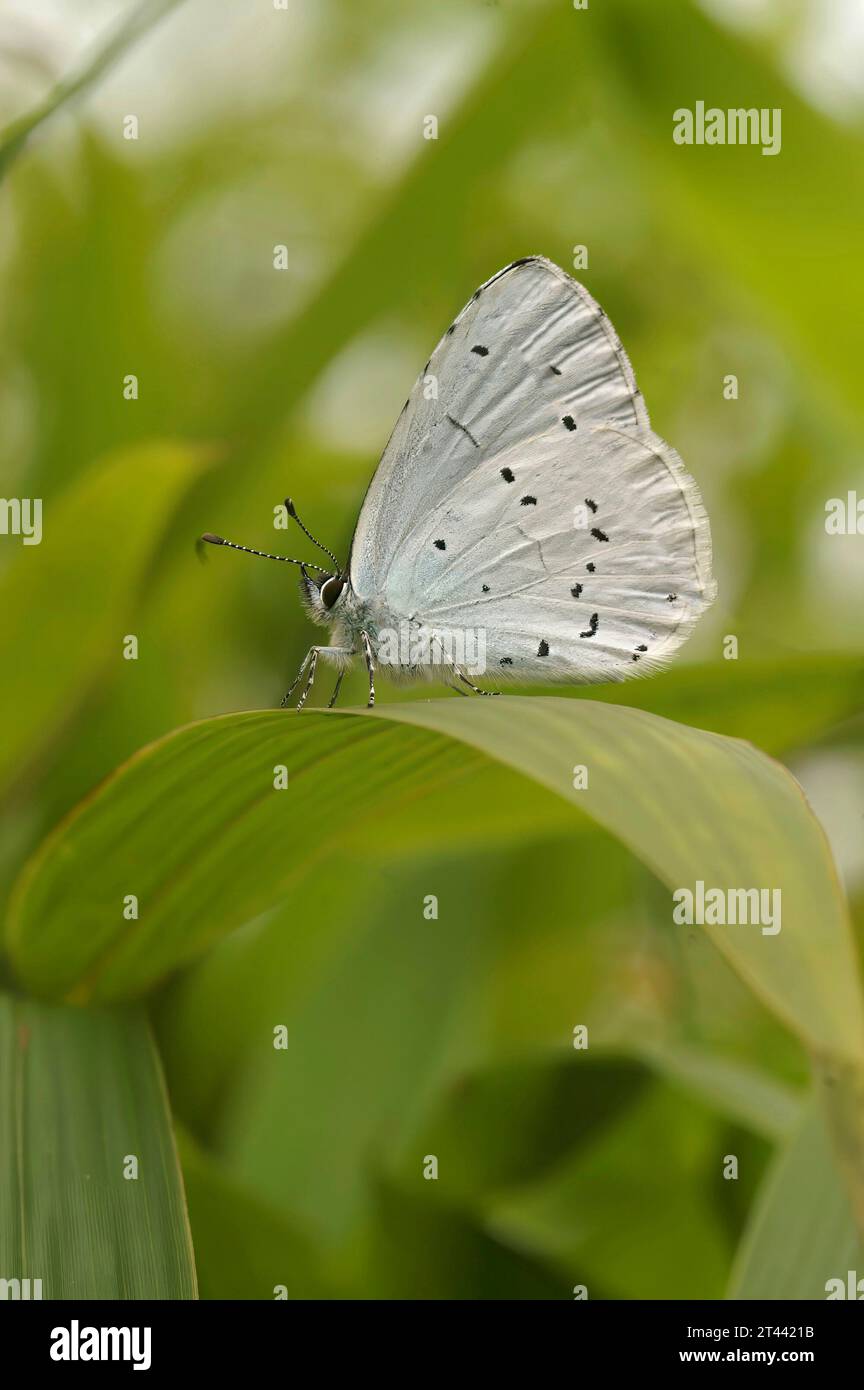 Natural vertical closeup on a colorful Holly blue, Celastrina argiolus ...