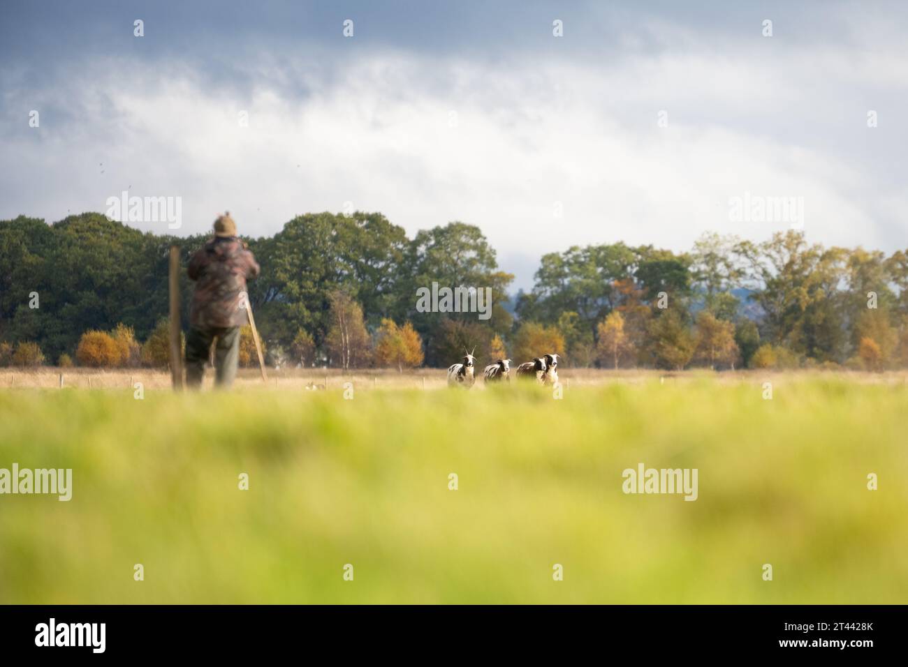 kippen, Stirling, Scotland, UK. 28th Oct, 2023. A competitor herding ...