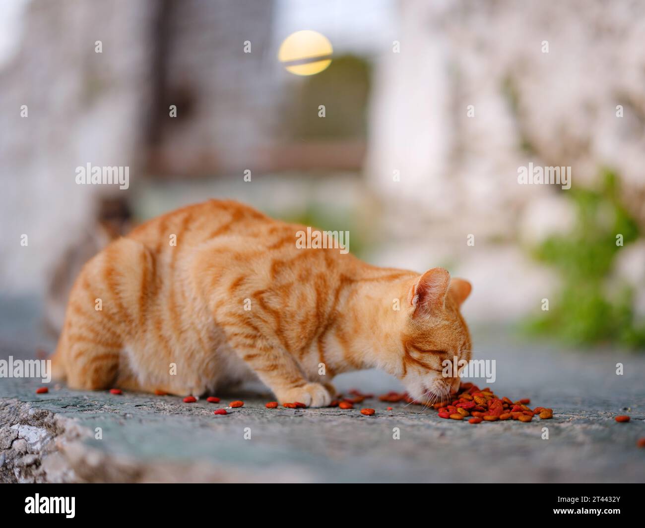 cats of Turkey, small resort town of Side with ancient Greek ruins ...