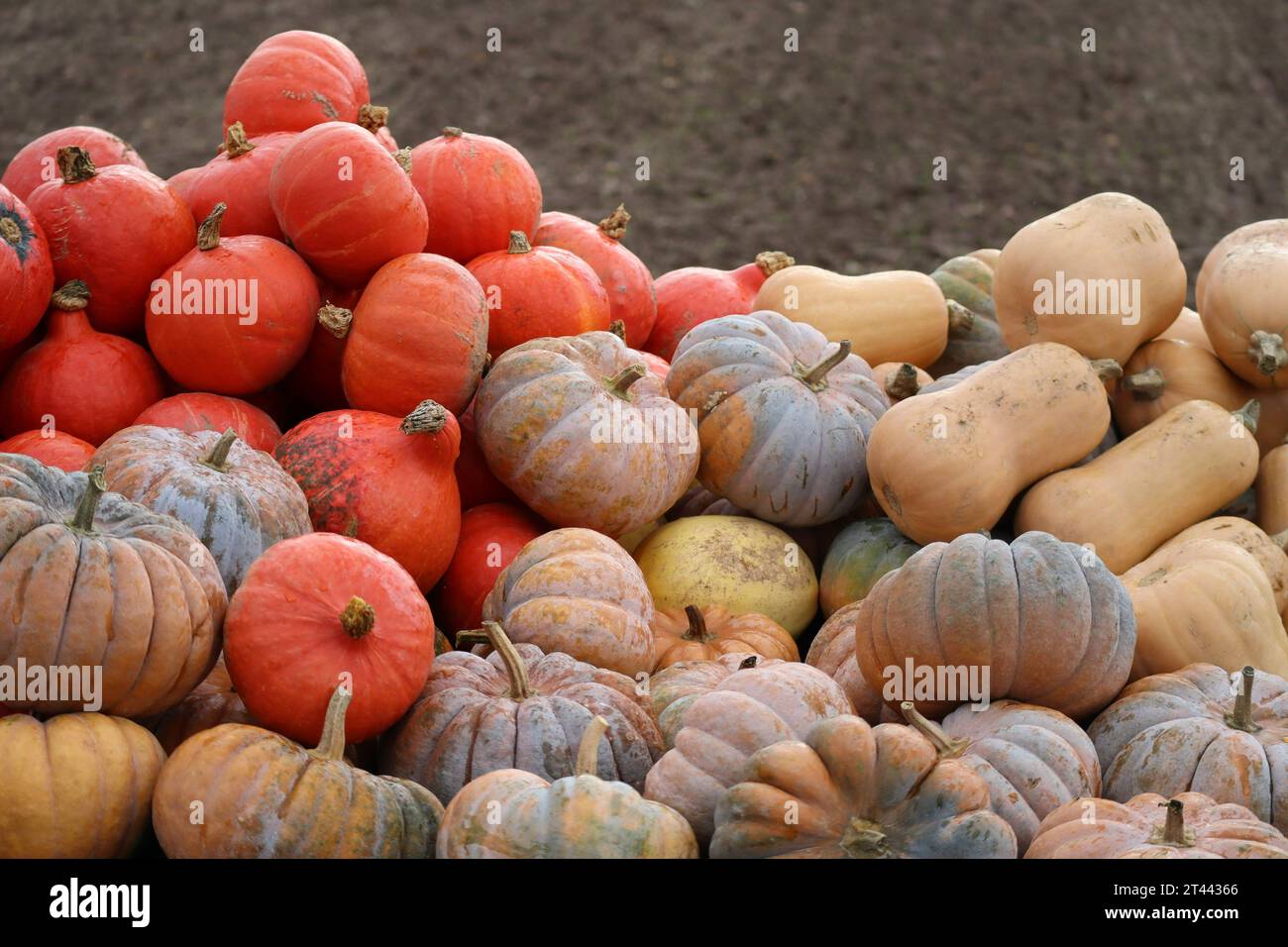 four different Types of Pumpkin presented freshly harvested Stock Photo ...