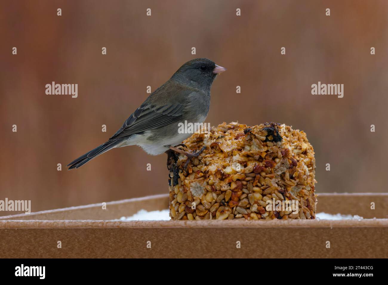 This photograph captures a beautiful Slate-Colored Junco on a winter ...