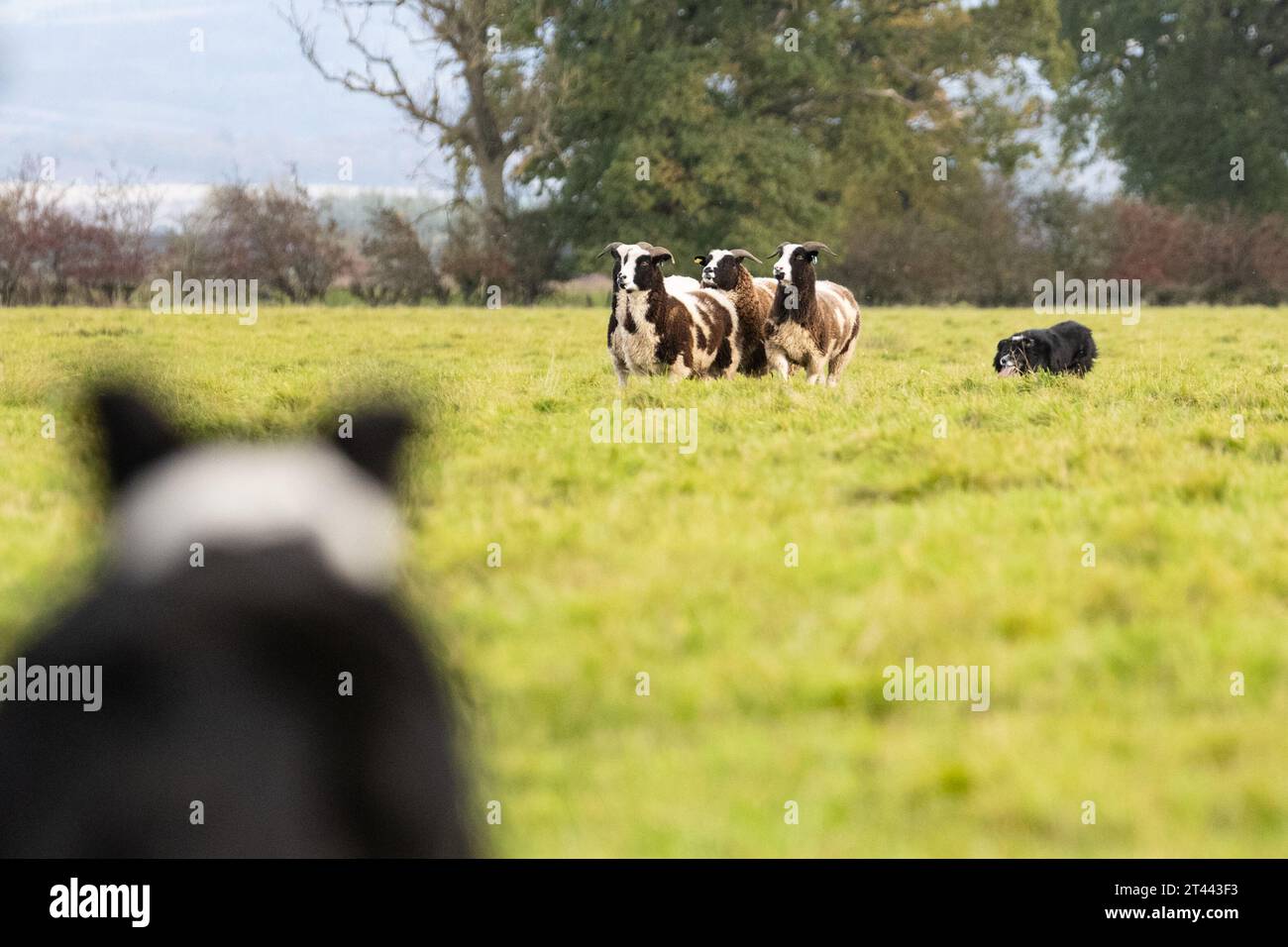 Kippen, Stirling, Scotland, UK. 28th Oct, 2023. 'Checking out the ...