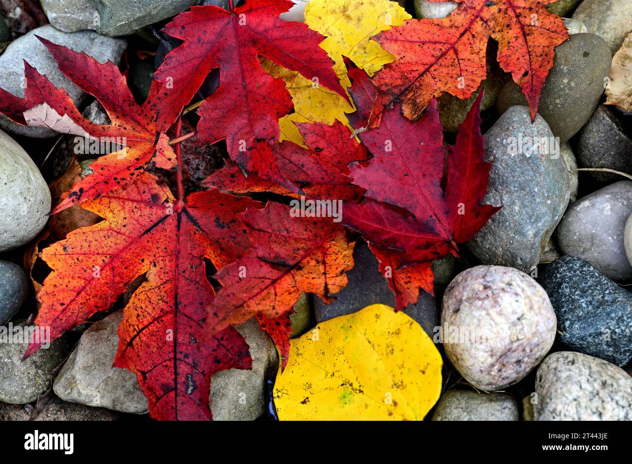 Colorful autumn leaves lying on rocks Stock Photo - Alamy