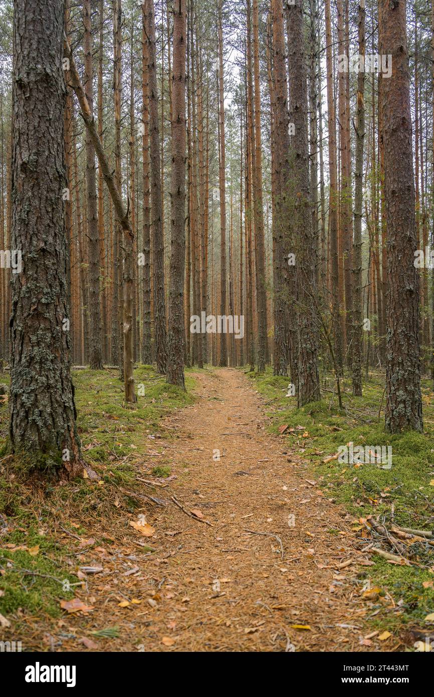 Pathway through nature reserve hi-res stock photography and images - Alamy