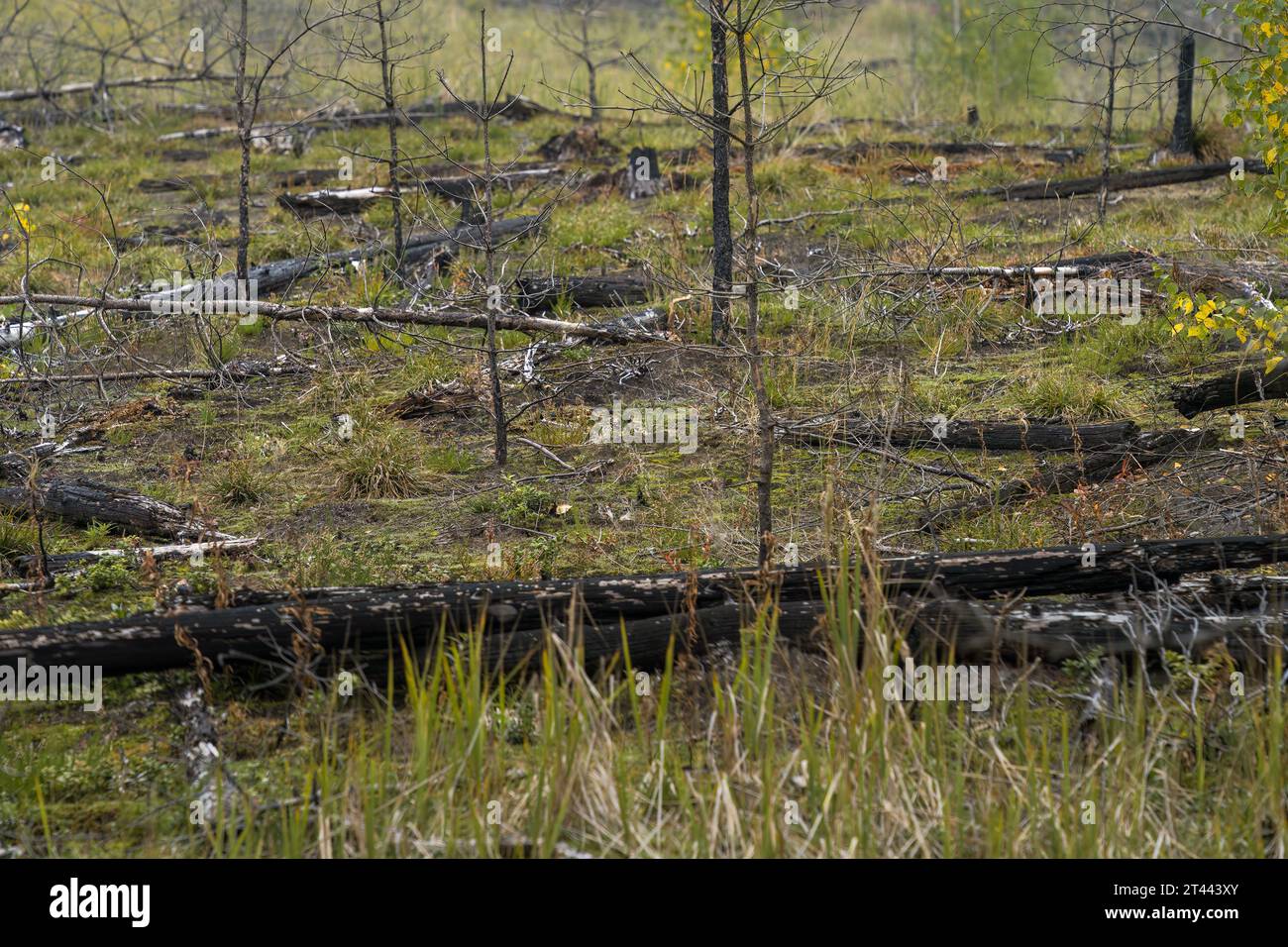 Burnt fallen trees in Komio Nature Reserve, Finland Stock Photo - Alamy