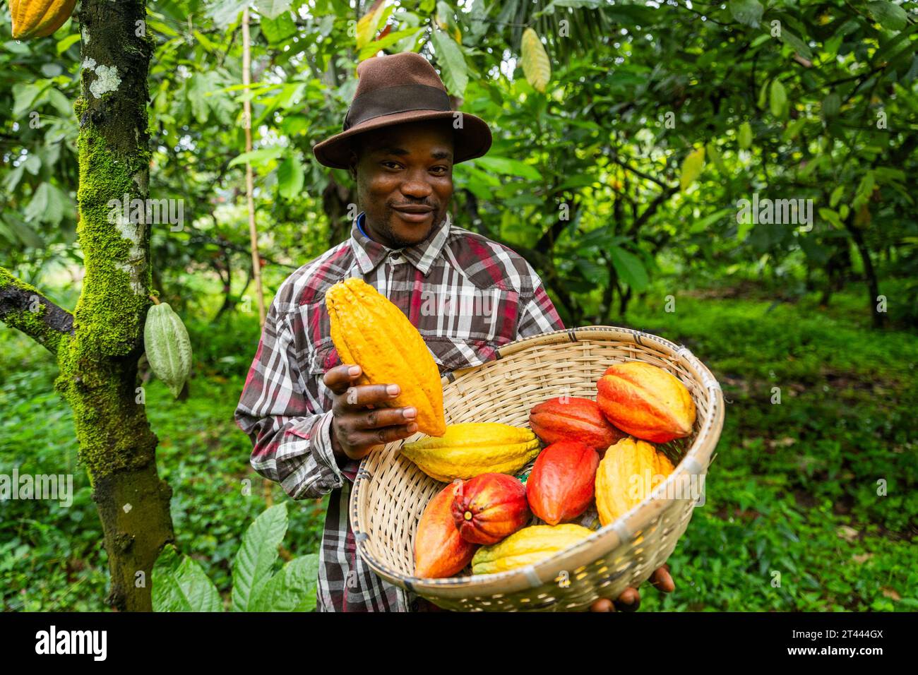 A smiling African farmer harvesting cocoa pods on the plantation ...