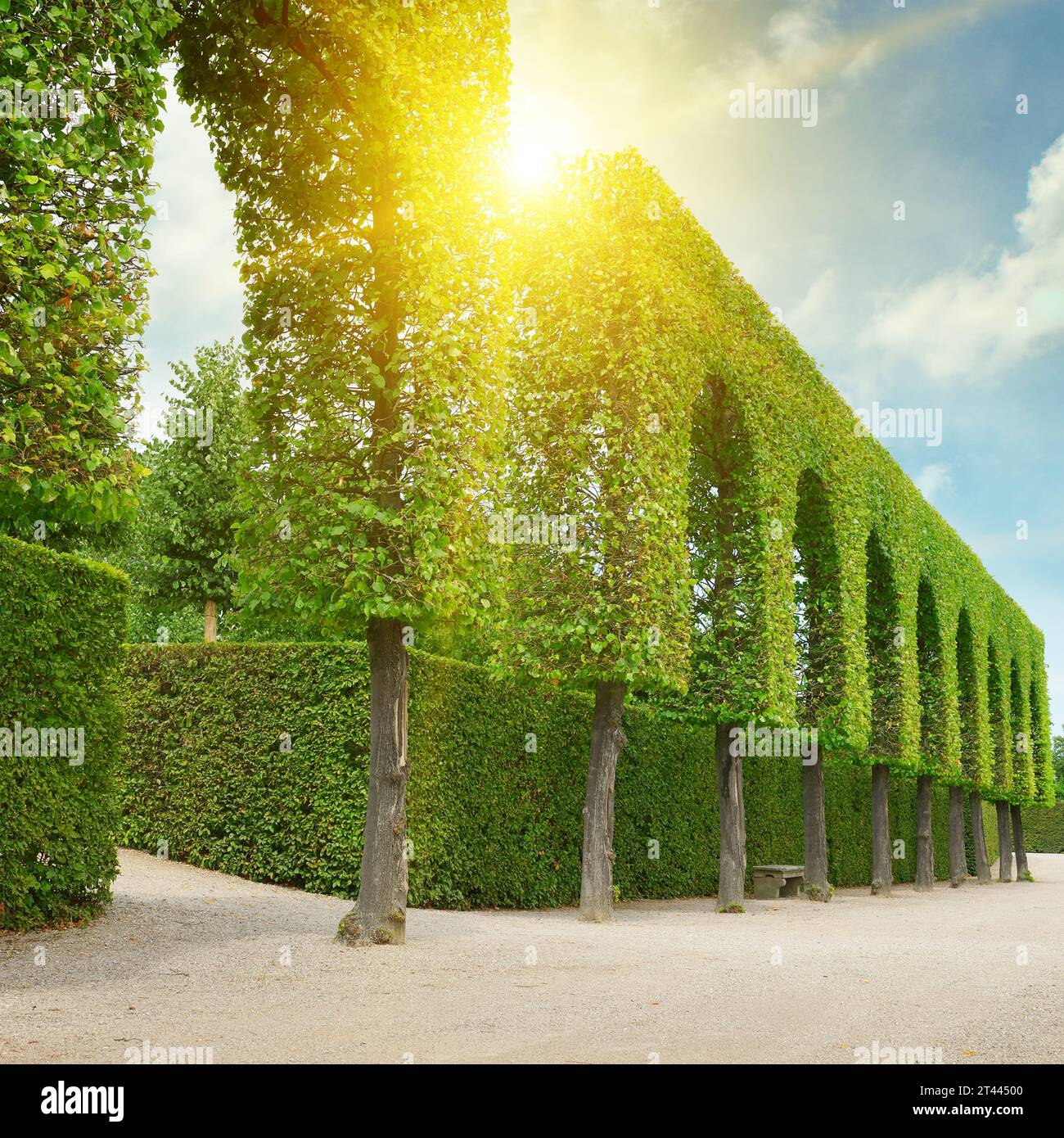 Decorative hedges in the park Stock Photo - Alamy