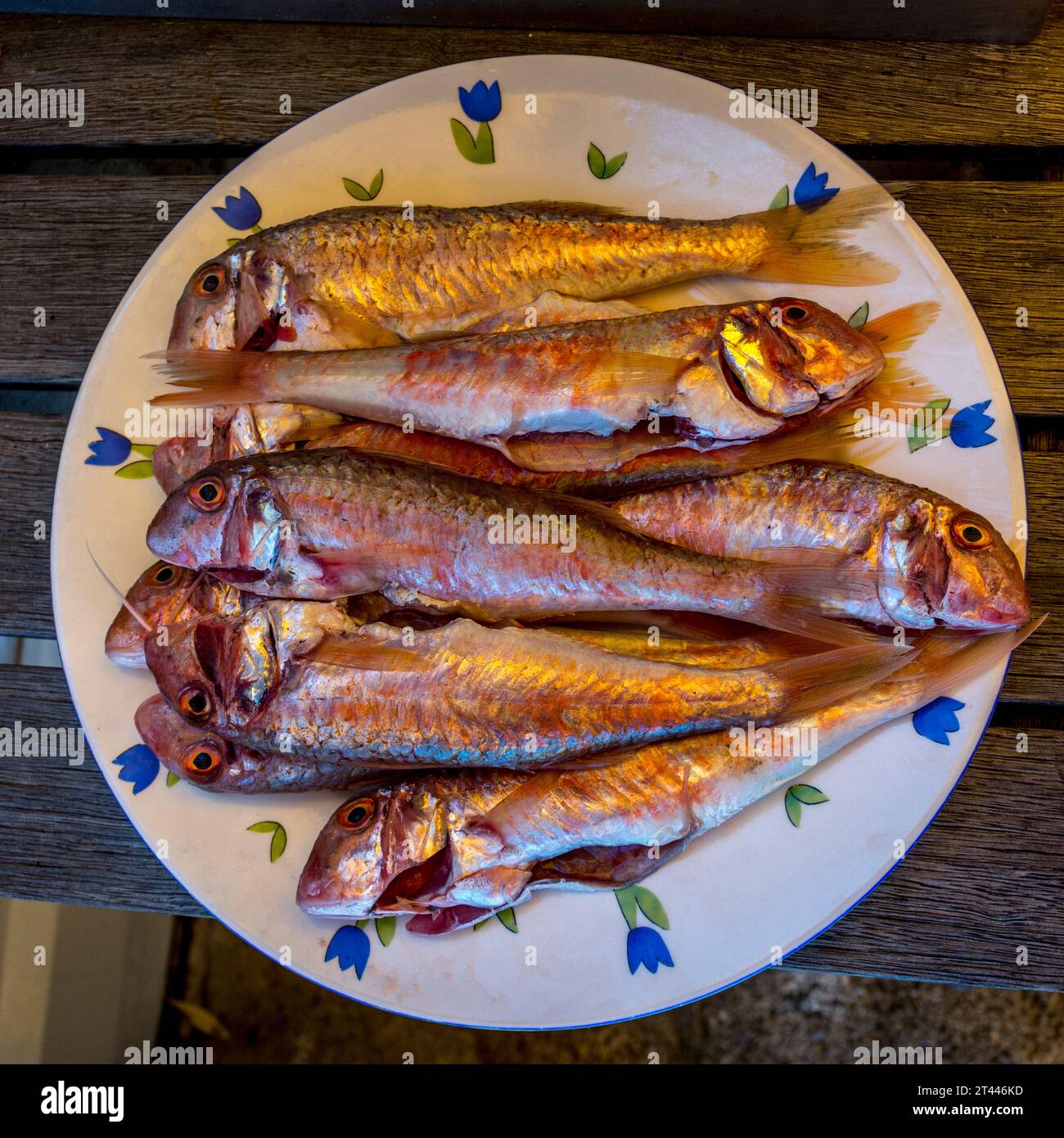 Freshly Caught Red Mullet Fish on a White Plate With Blue Flowers Stock ...