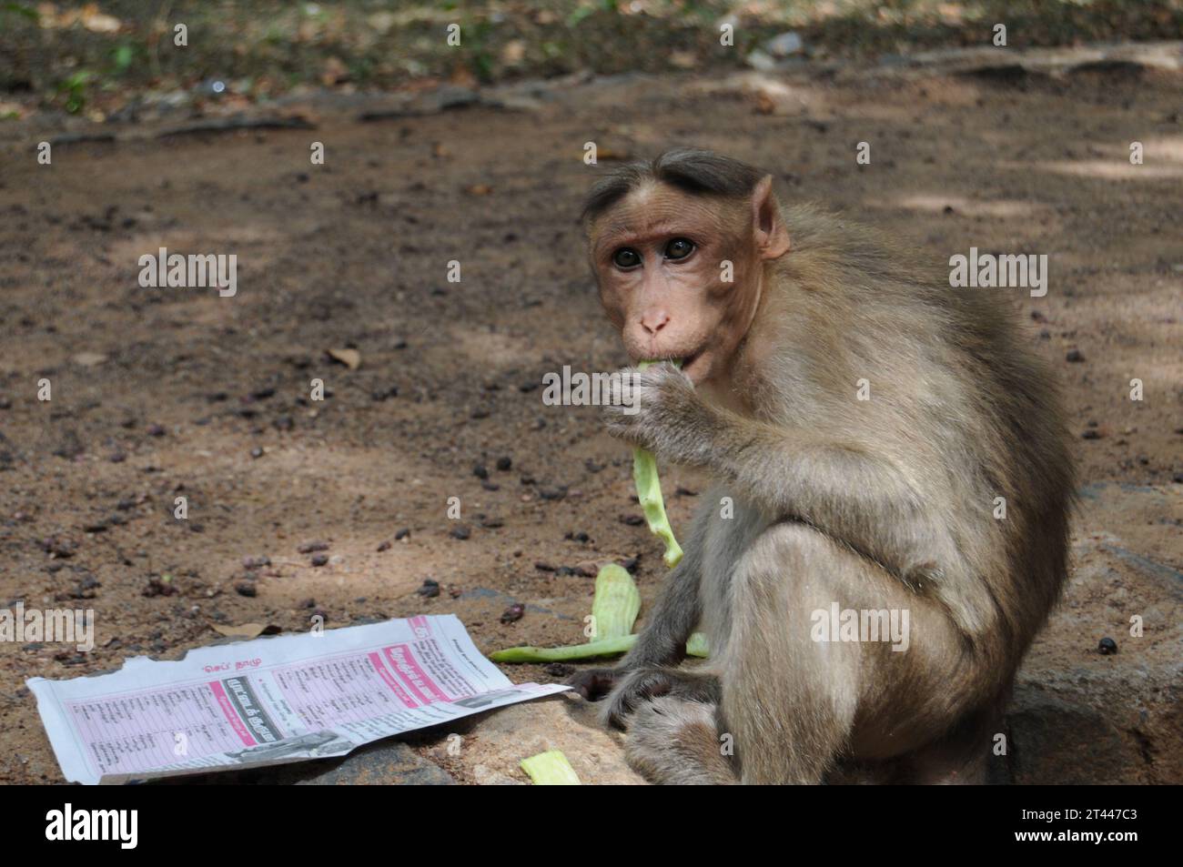Rhesus macaque monkeys city hi-res stock photography and images - Alamy