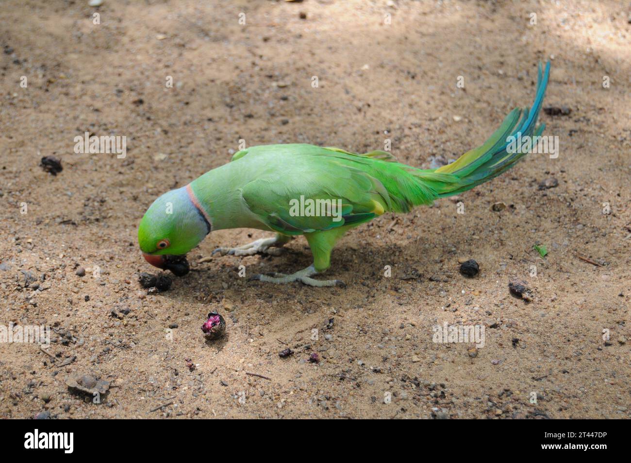 Rose ring necked parrot (Psittacula kramer) of India Stock Photo - Alamy