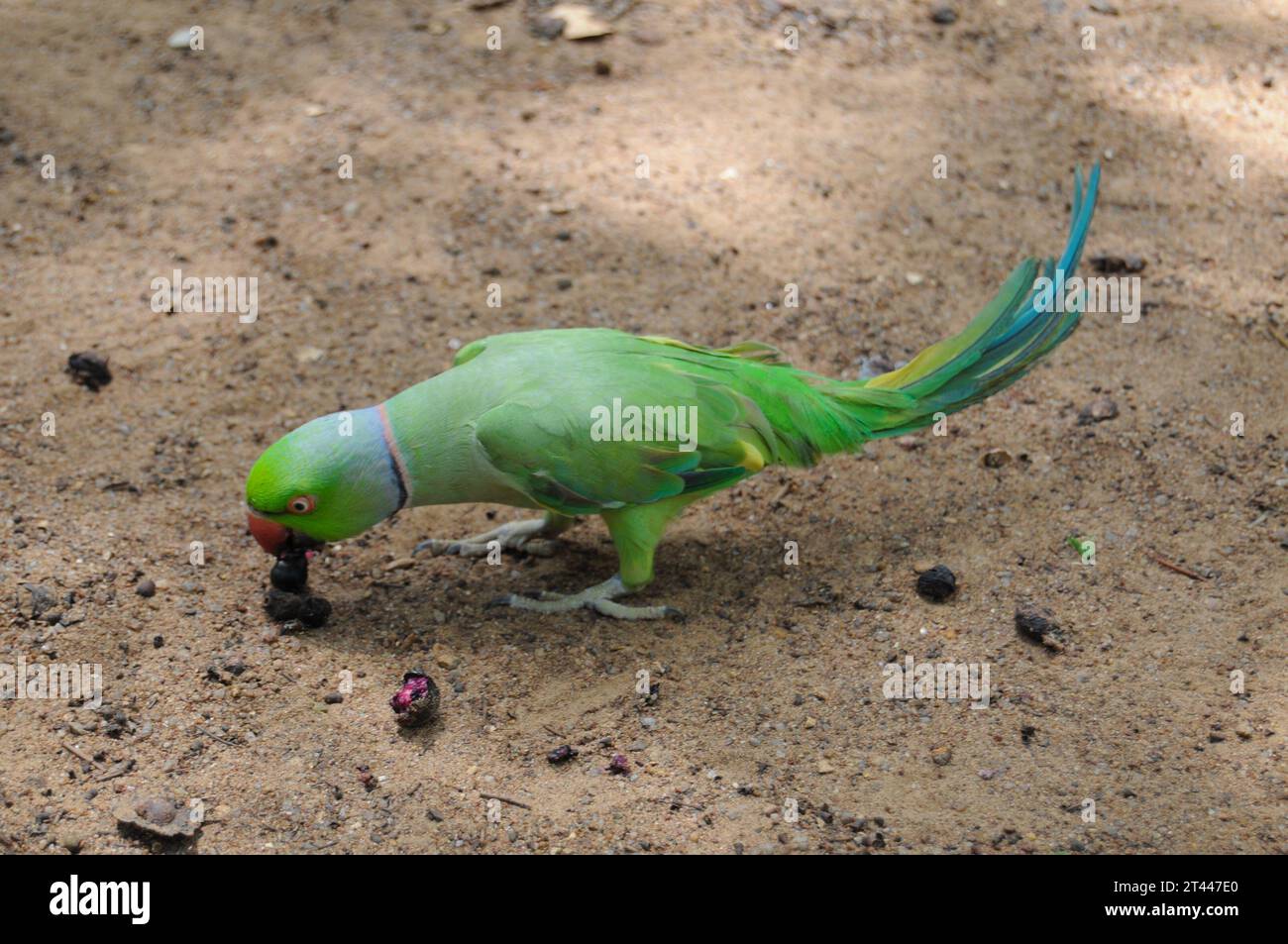 Rose ring necked parrot (Psittacula kramer) of India Stock Photo - Alamy