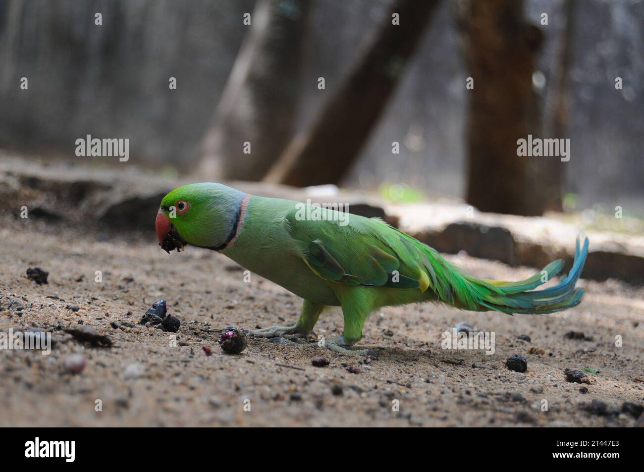 Rose ring necked parrot (Psittacula kramer) of India Stock Photo - Alamy