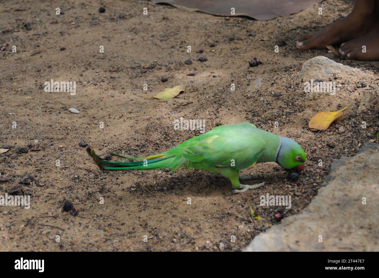 Rose ring necked parrot (Psittacula kramer) of India Stock Photo - Alamy