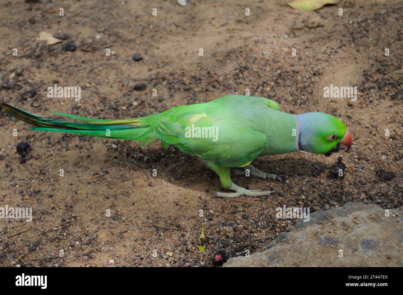 Rose ring necked parrot (Psittacula kramer) of India Stock Photo - Alamy